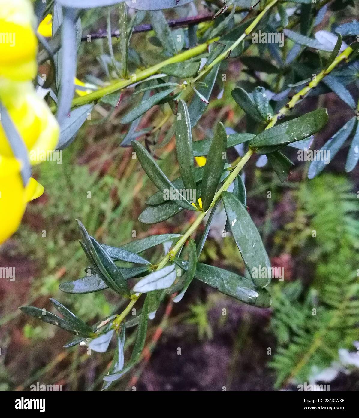 Vlei Honeybush (Cyclopia subternata) Plantae Stock Photo - Alamy