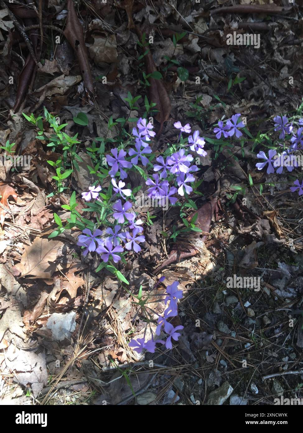 wild blue phlox (Phlox divaricata divaricata) Plantae Stock Photo - Alamy