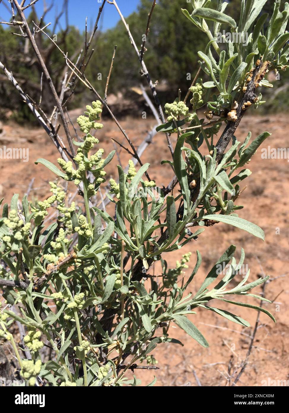 Fourwing Saltbush (Atriplex canescens) Plantae Stock Photo - Alamy