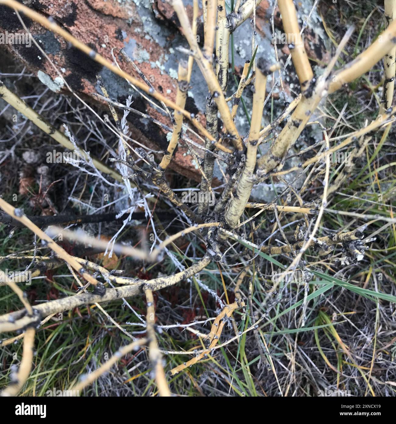 Pygmy Caragana (Caragana pygmaea) Plantae Stock Photo - Alamy