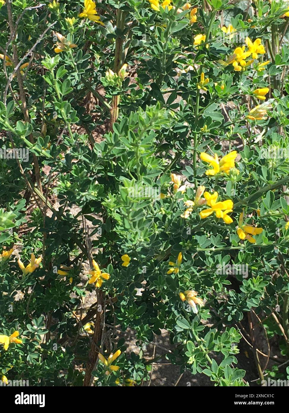 French broom (Genista monspessulana) Plantae Stock Photo - Alamy