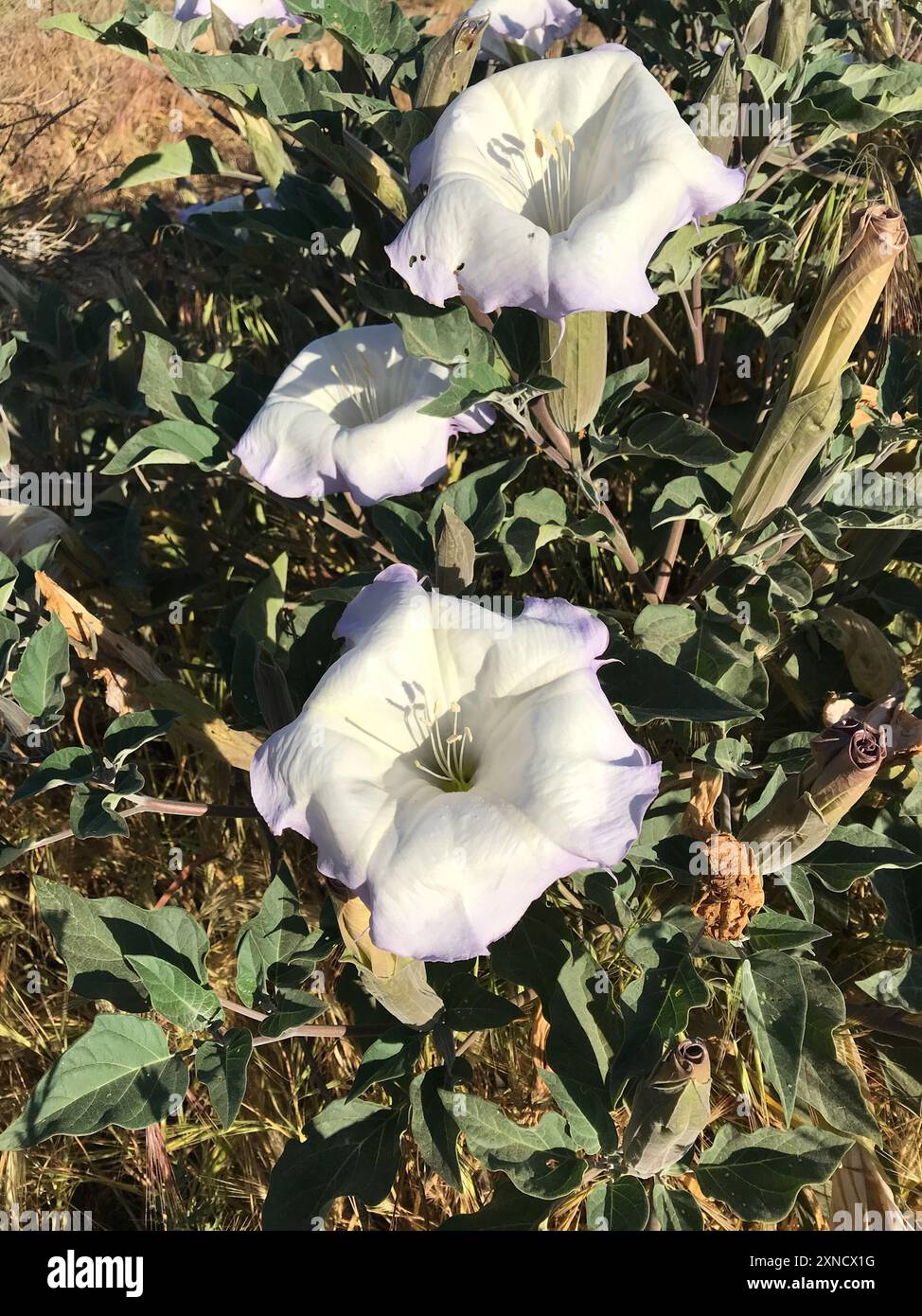 Sacred Datura (Datura wrightii) Plantae Stock Photo - Alamy