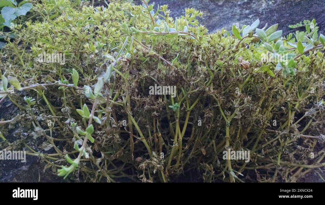 Stringy Stonecrop (Sedum sarmentosum) Plantae Stock Photo - Alamy
