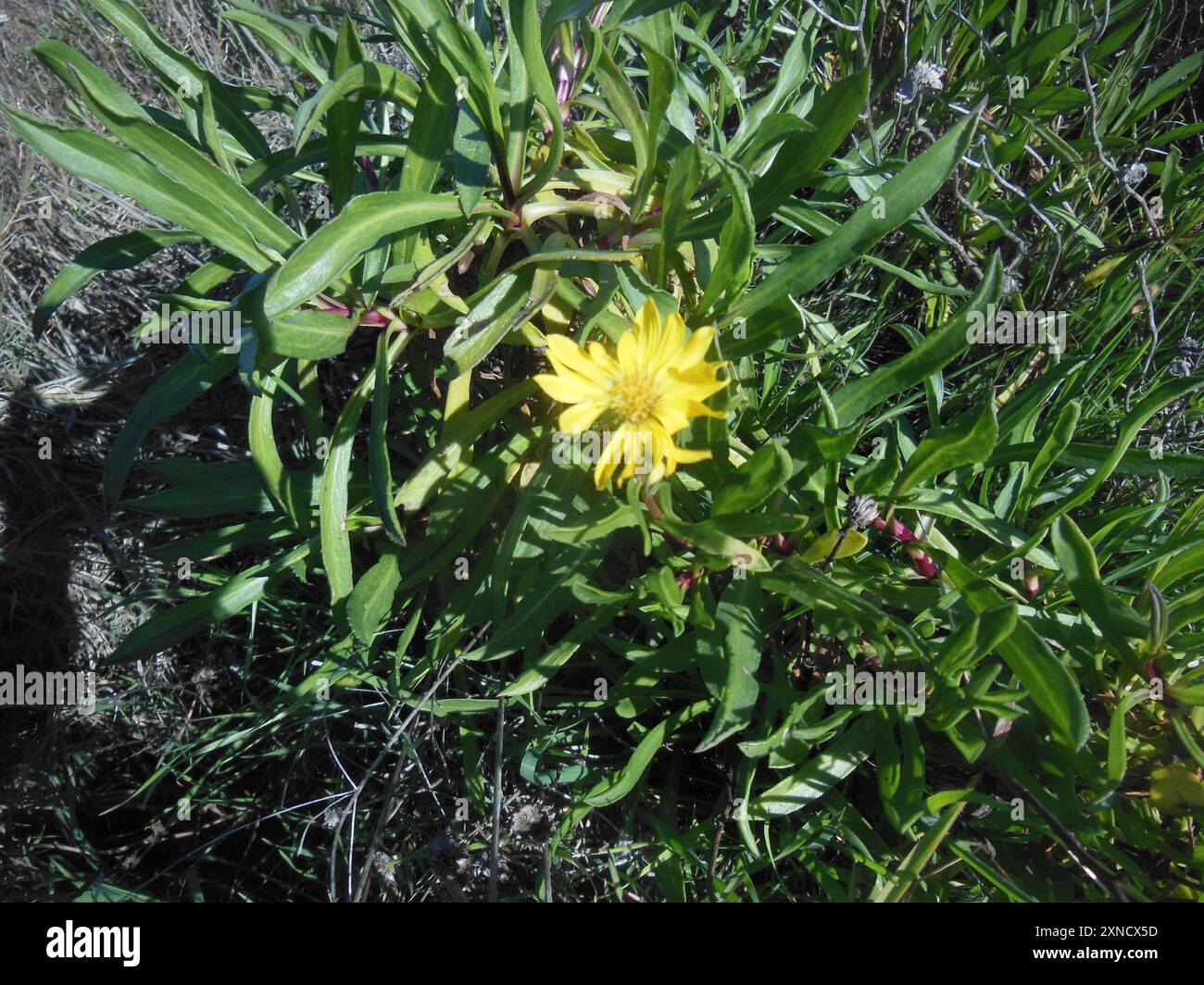 marsh gumplant (Grindelia stricta angustifolia) Plantae Stock Photo - Alamy