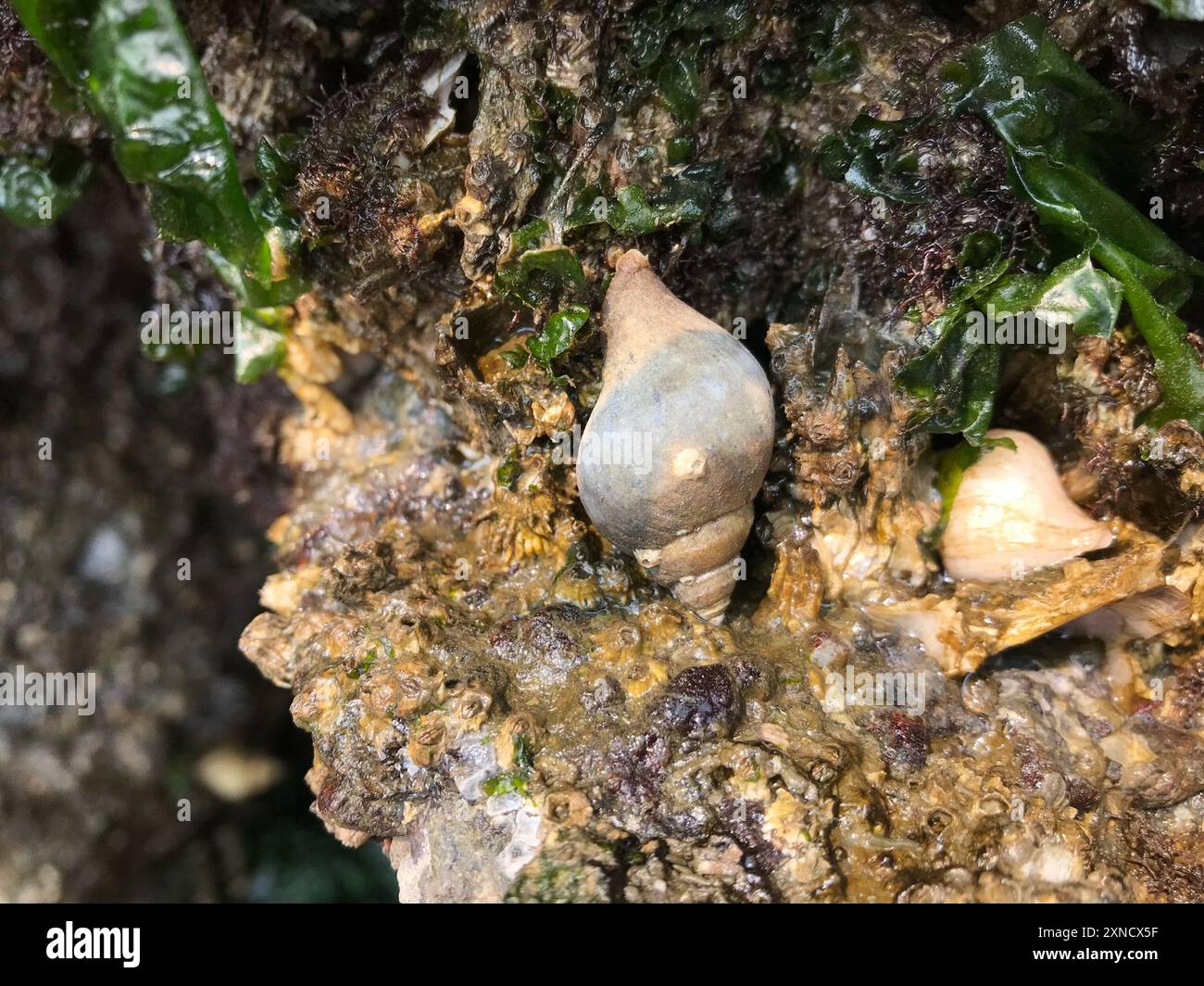 Frilled Dogwinkle (Nucella lamellosa) Mollusca Stock Photo - Alamy