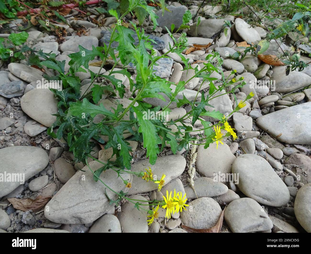 Marsh Ragwort (Jacobaea aquatica) Plantae Stock Photo - Alamy
