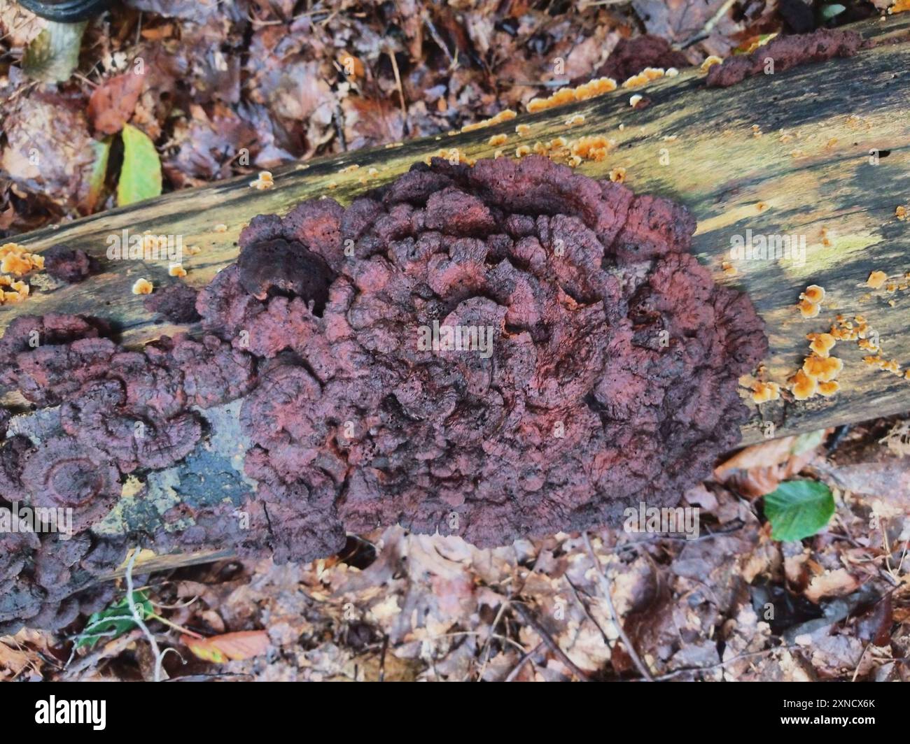 Mustard Yellow Polypore (Fuscoporia gilva) Fungi Stock Photo - Alamy