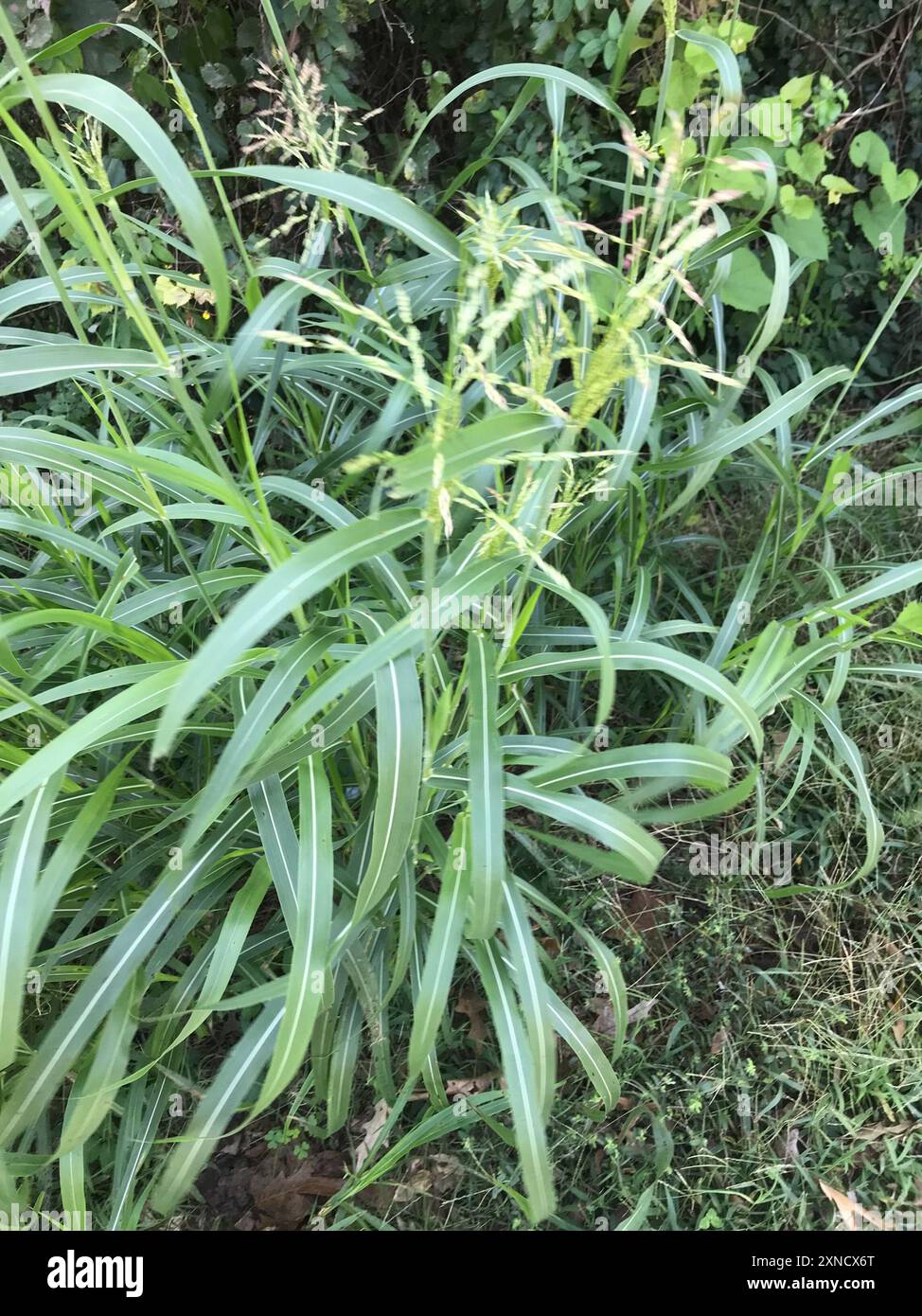 Johnson grass (Sorghum halepense) Plantae Stock Photo - Alamy