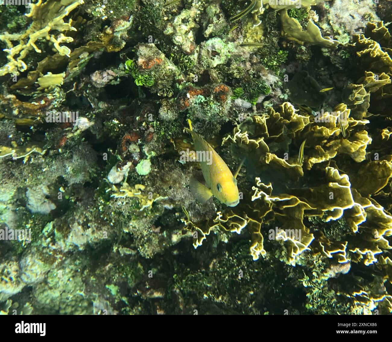 Yellowtail Damselfish (Microspathodon chrysurus) Actinopterygii Stock ...