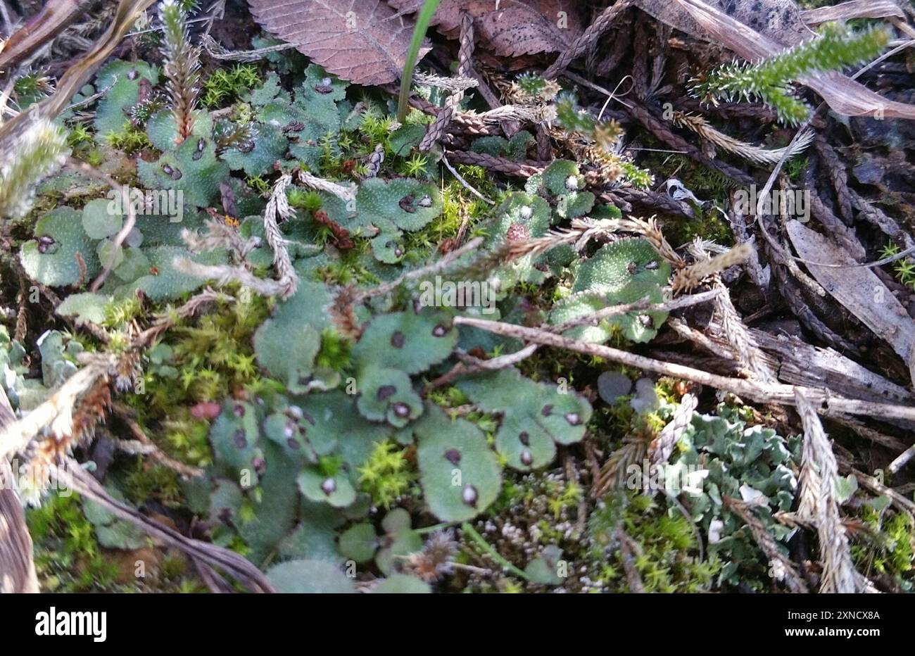 Complex thallose liverworts (Marchantiales) Plantae Stock Photo - Alamy