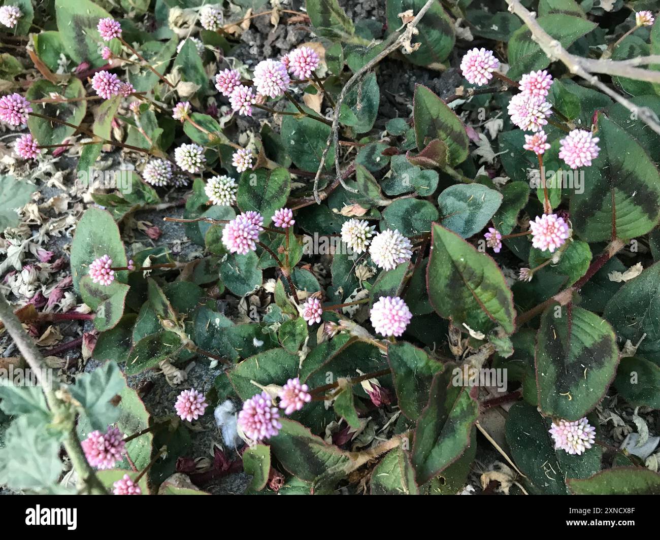 pink knotweed (Persicaria capitata) Plantae Stock Photo - Alamy