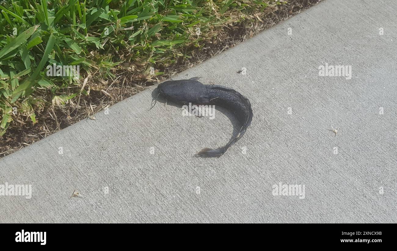 Walking Catfish (Clarias batrachus) Actinopterygii Stock Photo - Alamy