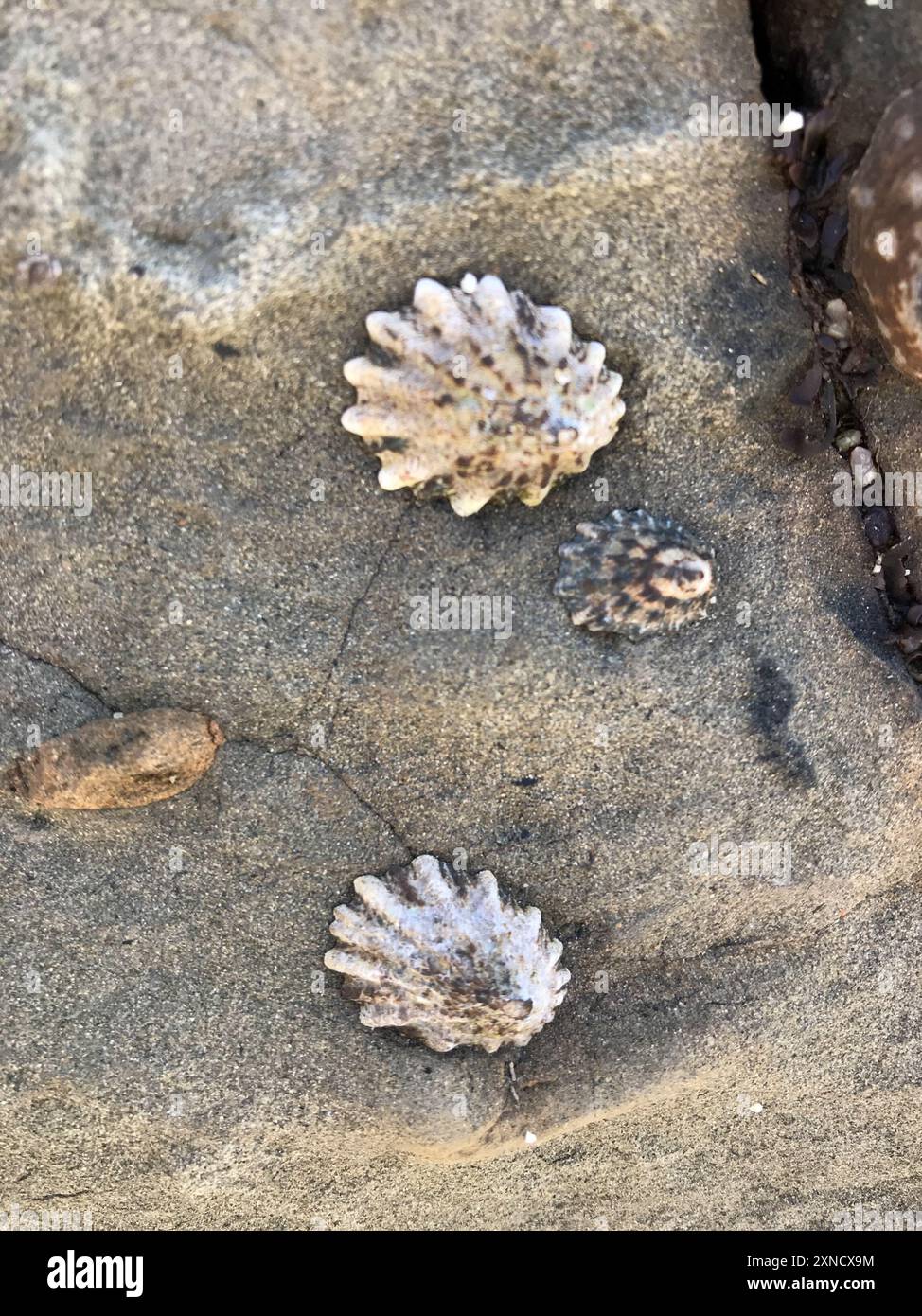 Rough Limpet (Lottia scabra) Mollusca Stock Photo - Alamy