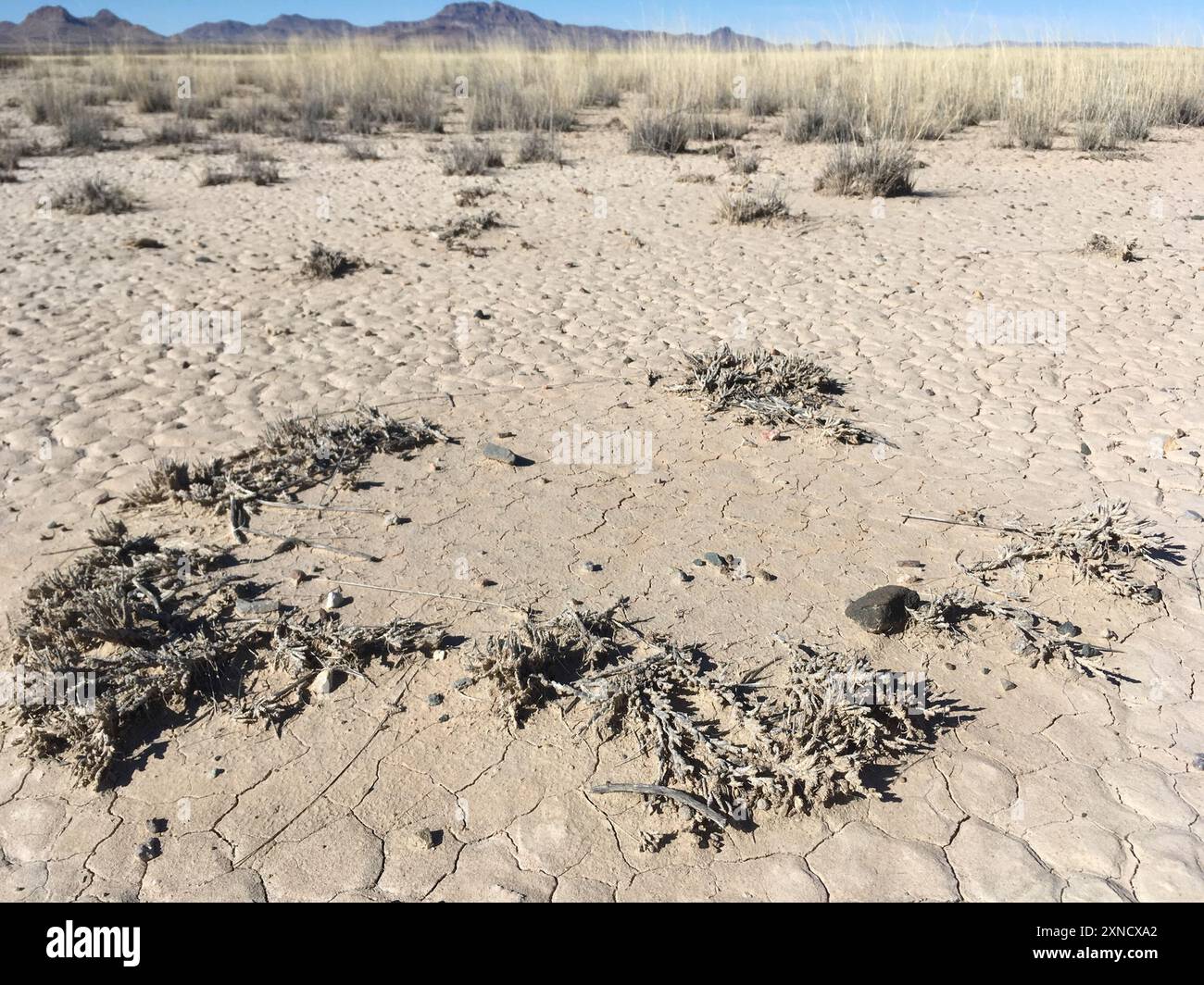 Alkali Sacaton (Sporobolus airoides) Plantae Stock Photo - Alamy