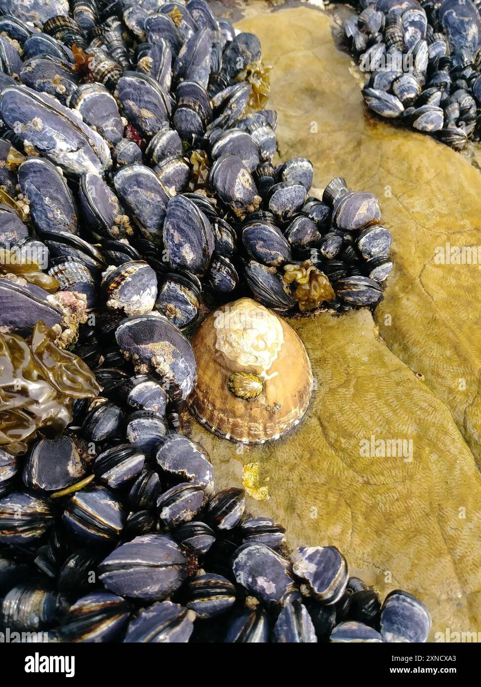 Owl Limpet (Lottia gigantea) Mollusca Stock Photo - Alamy