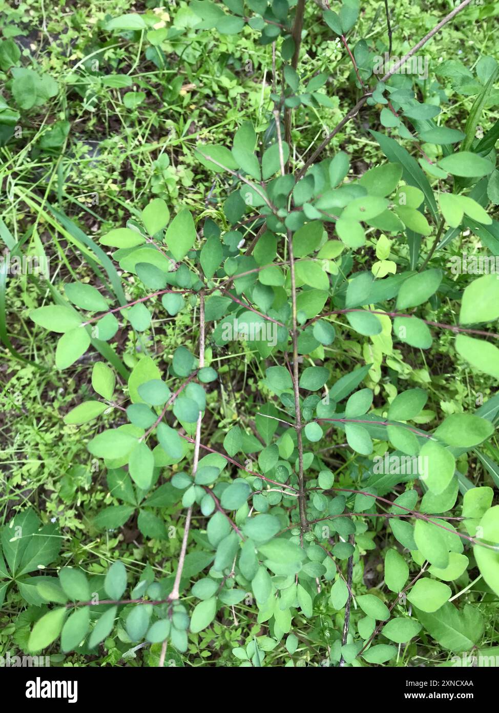 coralberry (Symphoricarpos orbiculatus) Plantae Stock Photo - Alamy