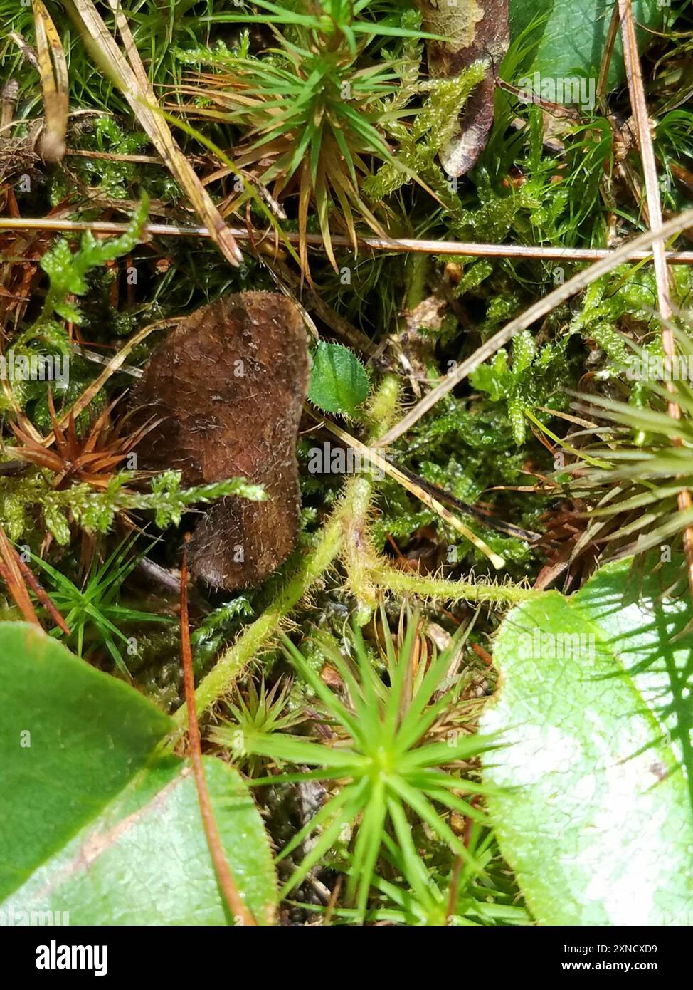 trailing arbutus (Epigaea repens) Plantae Stock Photo - Alamy