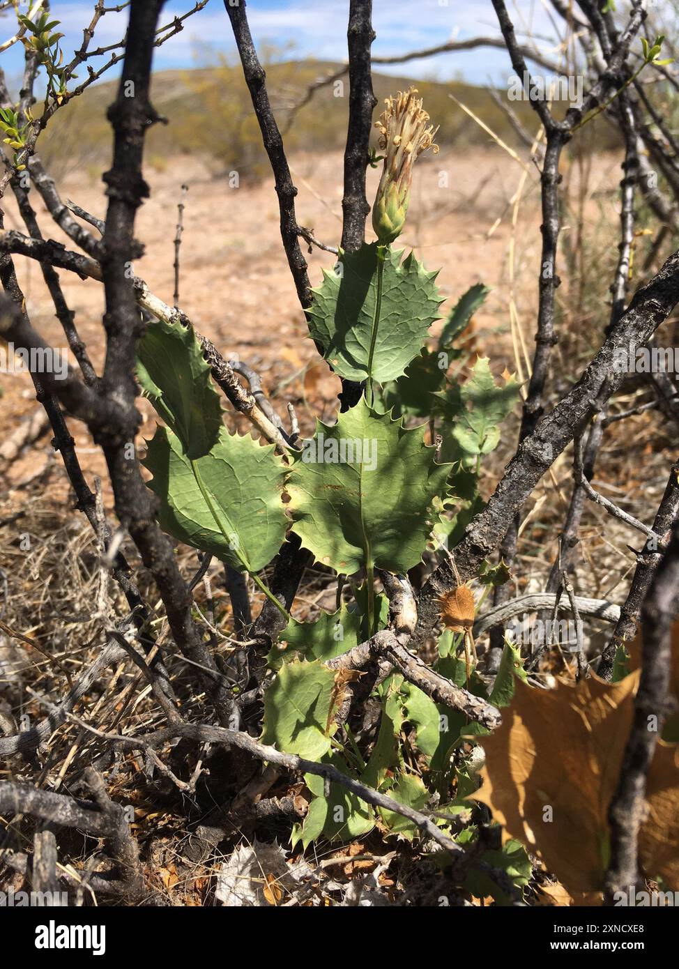 dwarf desert peony (Acourtia nana) Plantae Stock Photo - Alamy