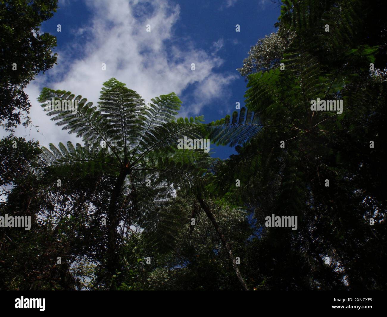 scaly tree ferns (Cyathea) Plantae Stock Photo - Alamy
