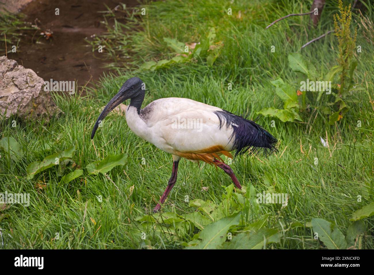 African sacred ibis (Threskiornis aethiopicus) bird on grass in bird ...