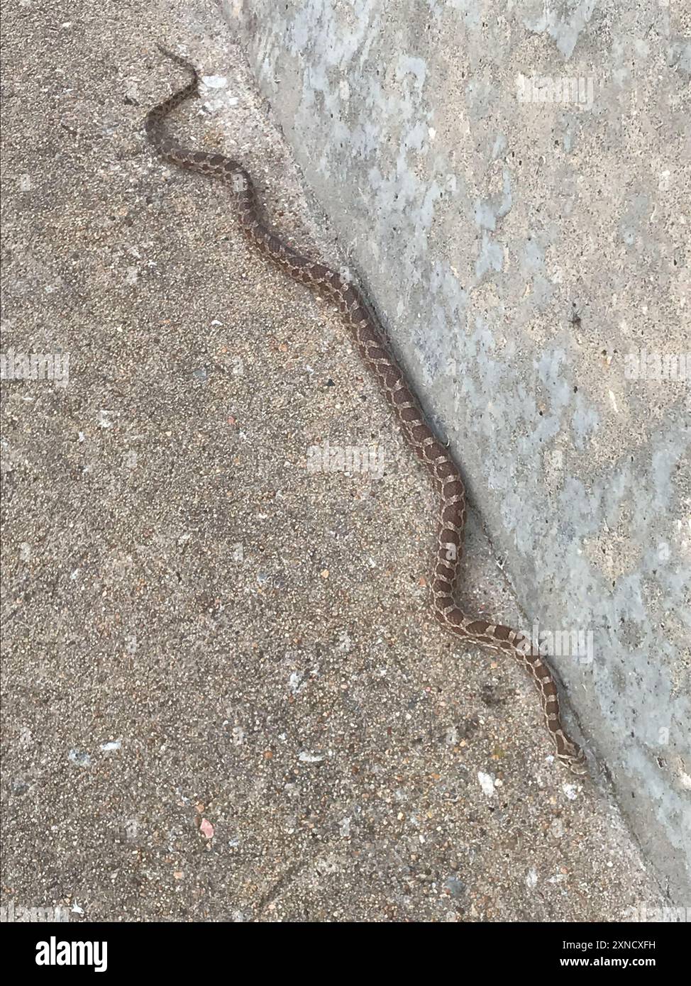 Great Plains Ratsnake (Pantherophis emoryi) Reptilia Stock Photo - Alamy