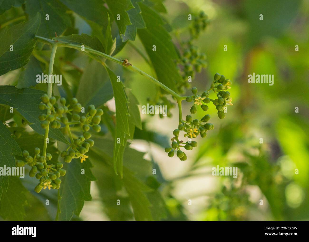 thicket creeper (Parthenocissus inserta) Plantae Stock Photo - Alamy