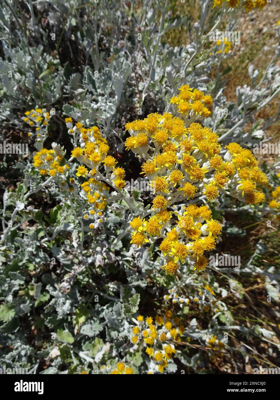 Dusty miller (Jacobaea maritima) Plantae Stock Photo - Alamy