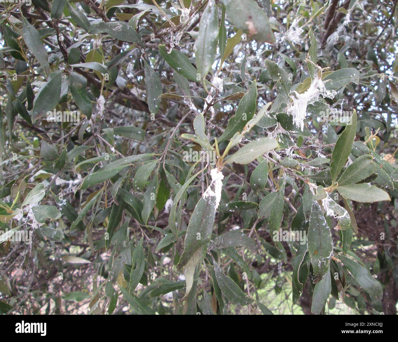 African olive (Olea europaea cuspidata) Plantae Stock Photo - Alamy