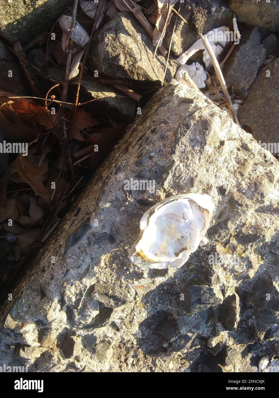 Eastern Oyster (Crassostrea virginica) Mollusca Stock Photo - Alamy