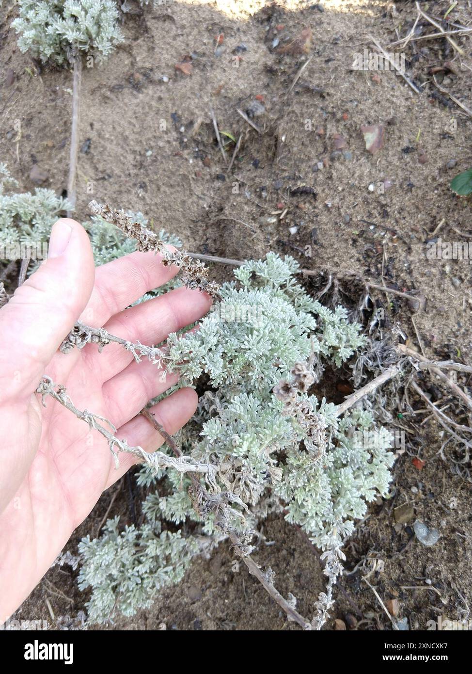 coastal sagewort (Artemisia pycnocephala) Plantae Stock Photo - Alamy