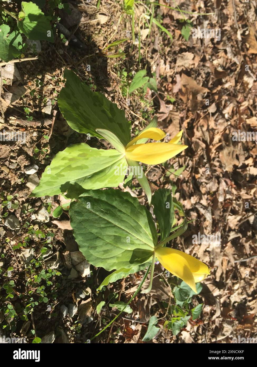yellow wakerobin (Trillium luteum) Plantae Stock Photo - Alamy
