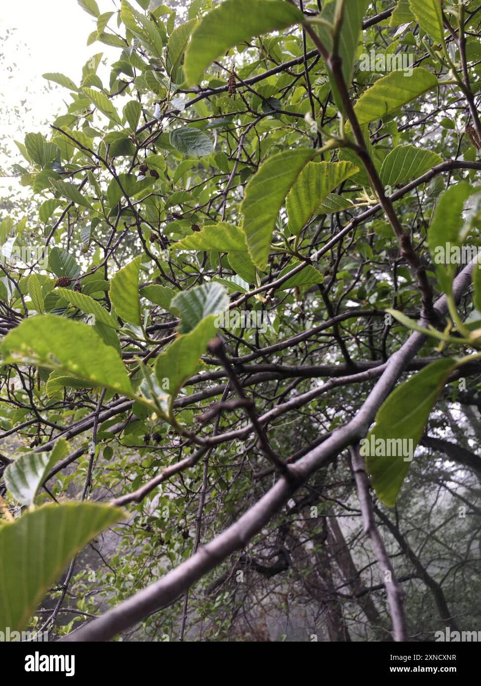 white alder (Alnus rhombifolia) Plantae Stock Photo - Alamy