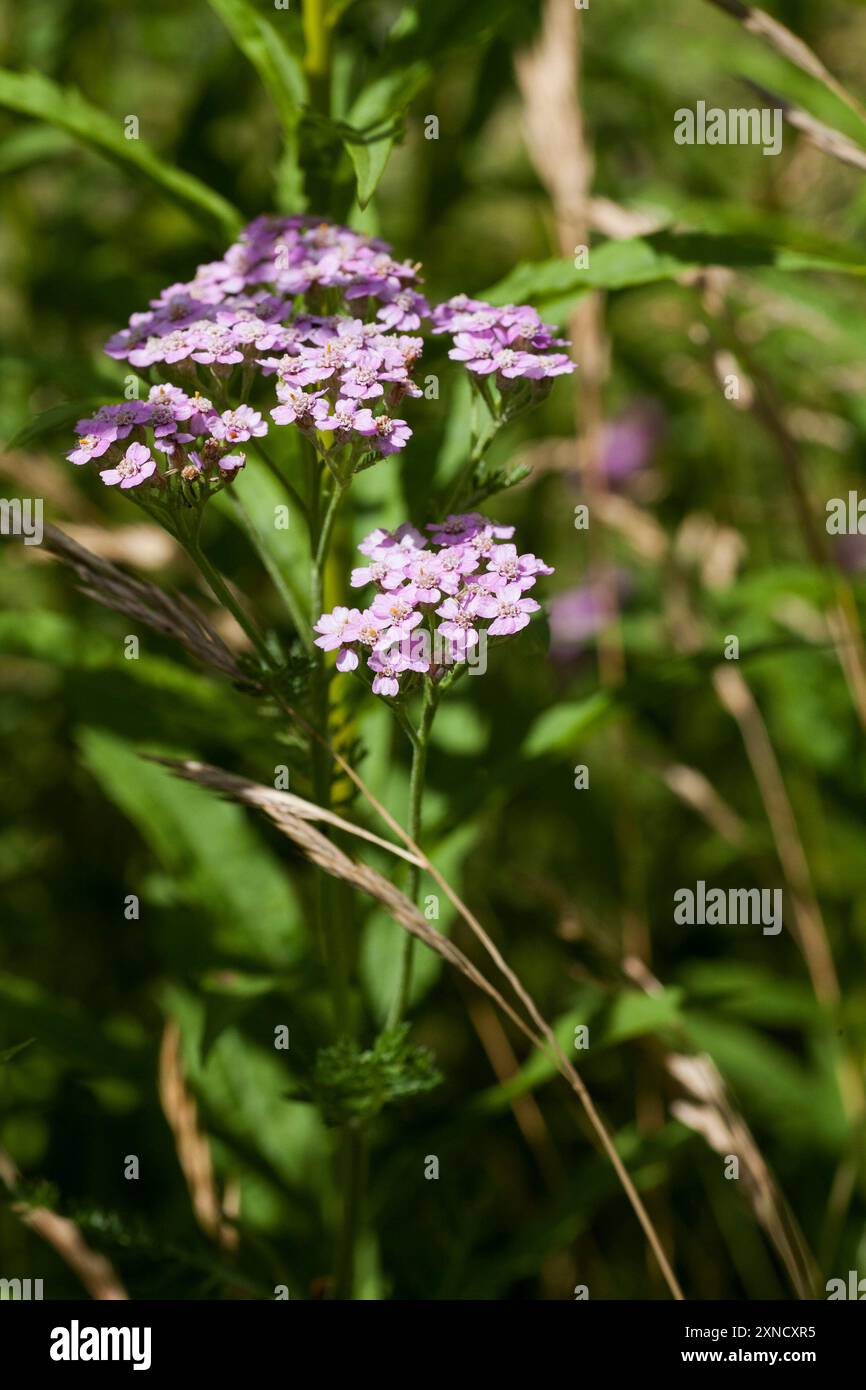 Achillea Millefolium Yarrow or common yarrow in garden Stock Photo - Alamy