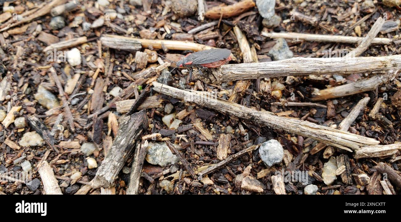 Red-shouldered Bug (Jadera haematoloma) Insecta Stock Photo - Alamy