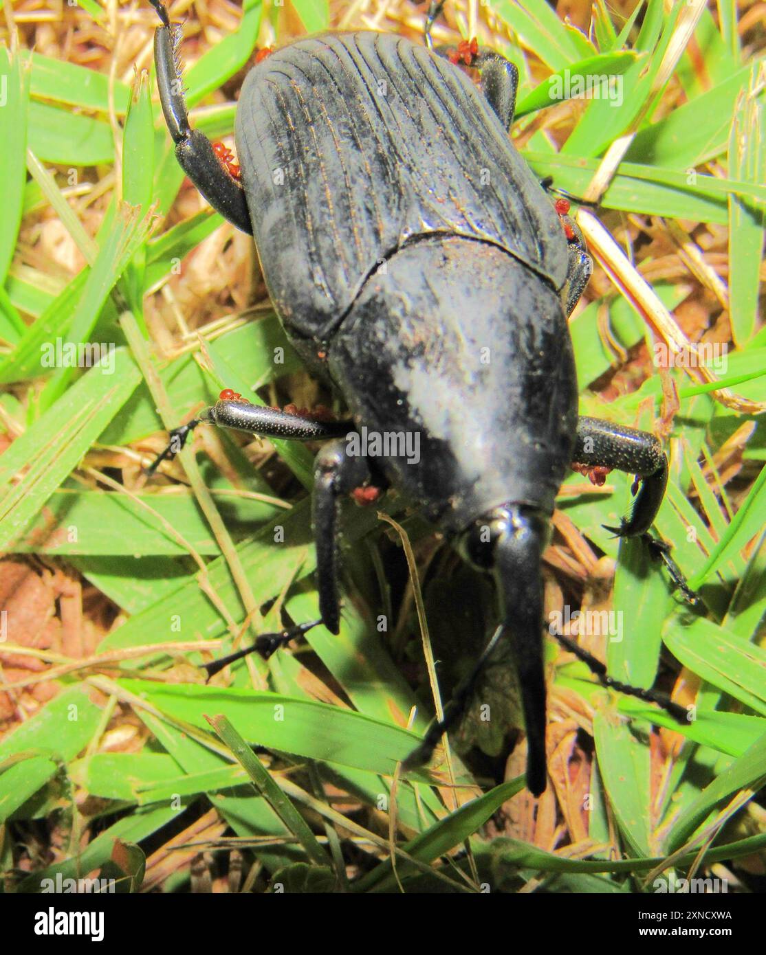 South American Palm Weevil (Rhynchophorus palmarum) Insecta Stock Photo ...