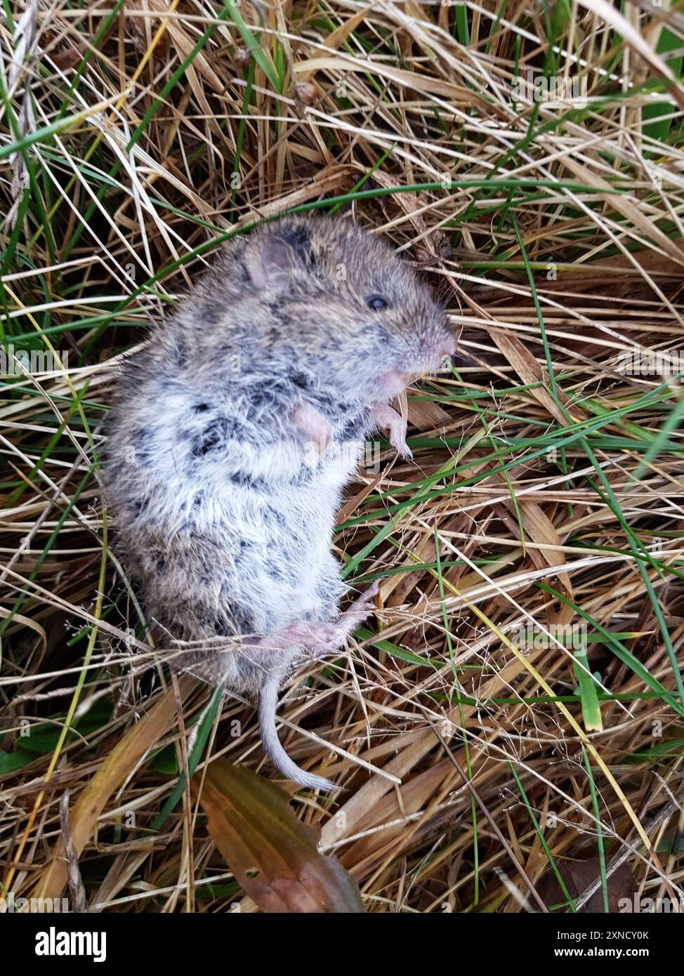 Common Vole (Microtus arvalis) Mammalia Stock Photo - Alamy