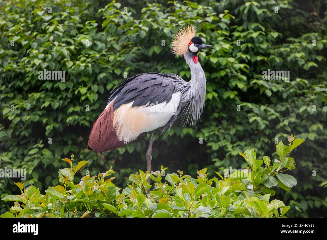 Grey crowned crane (Balearica regulorum), bird perching on a tree ...