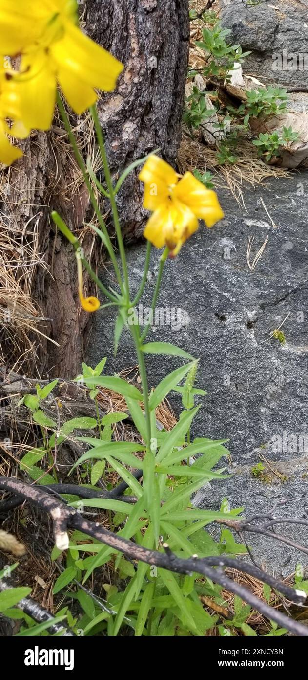 lemon lily (Lilium parryi) Plantae Stock Photo - Alamy