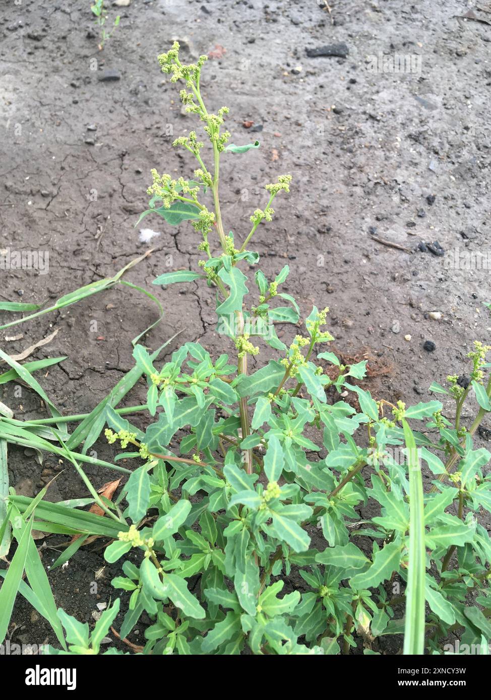 oak-leaved goosefoot (Oxybasis glauca) Plantae Stock Photo - Alamy