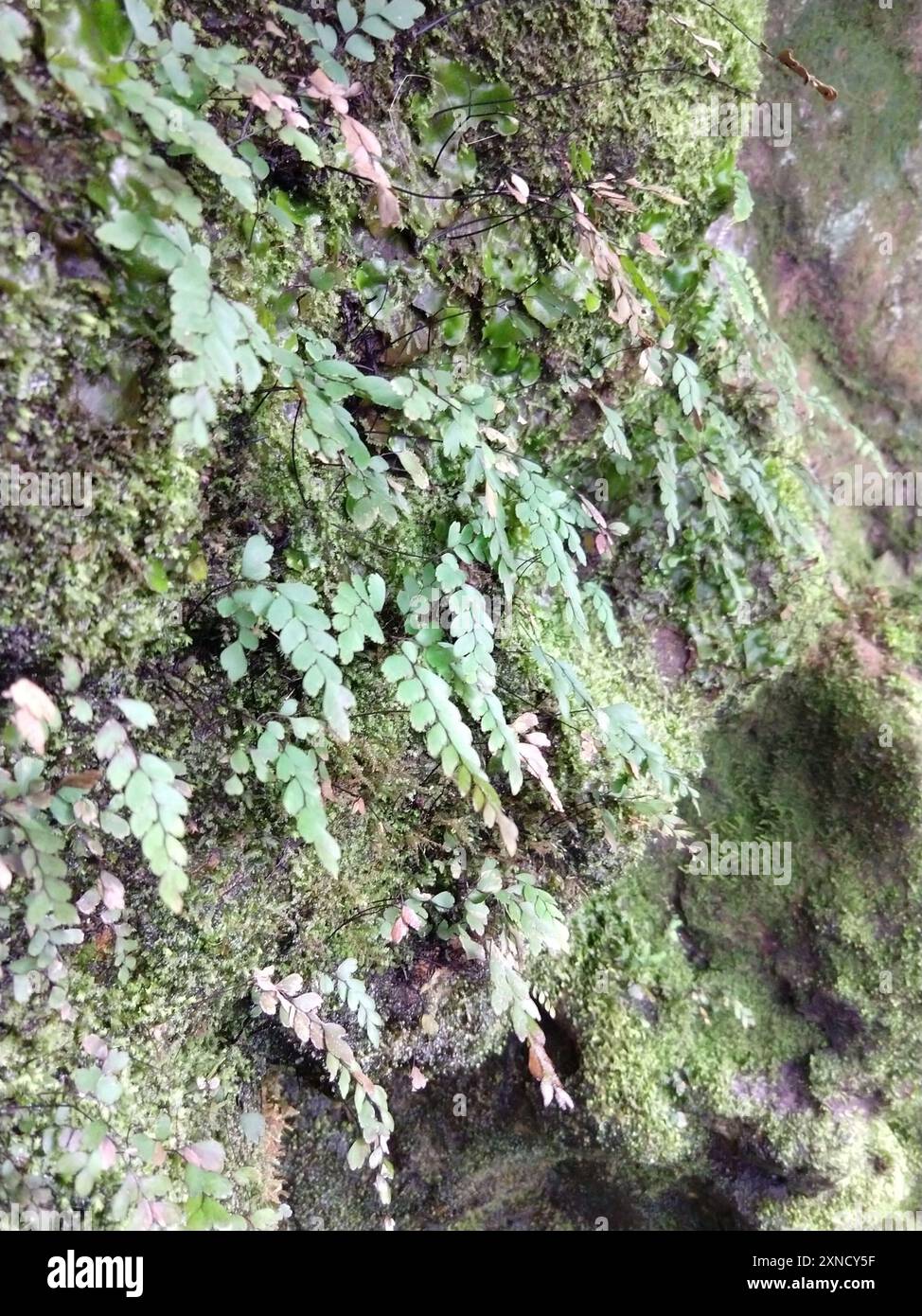 Cunningham's maidenhair (Adiantum cunninghamii) Plantae Stock Photo - Alamy