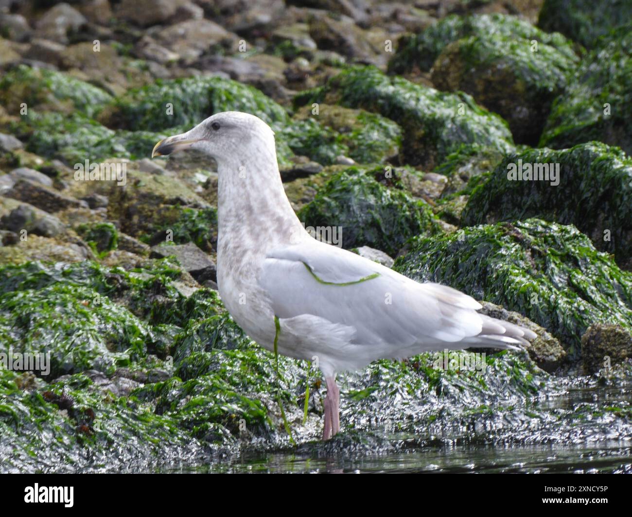Glaucous-winged Gull (Larus glaucescens) Aves Stock Photo - Alamy