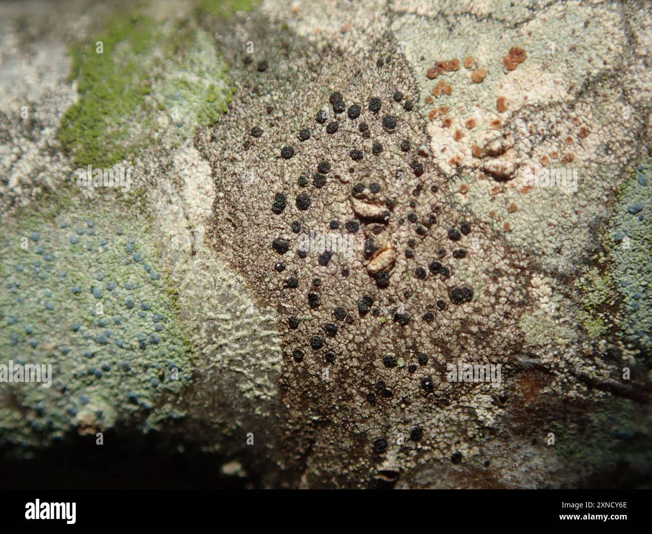 Frosted Comma Lichen (Chrysothrix caesia) Fungi Stock Photo - Alamy