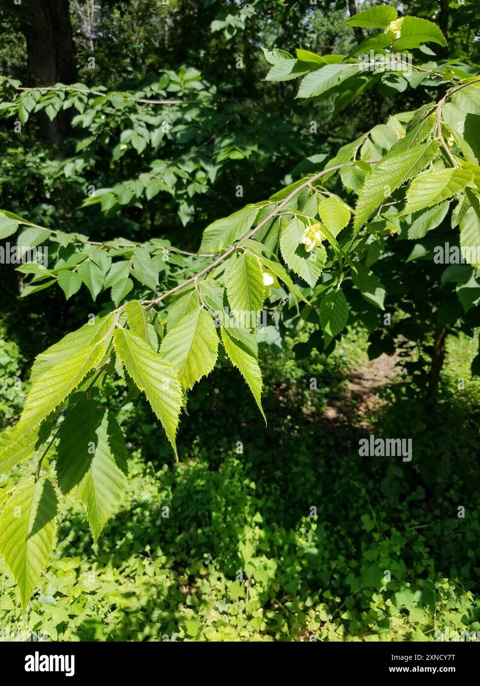 American hophornbeam (Ostrya virginiana) Plantae Stock Photo - Alamy