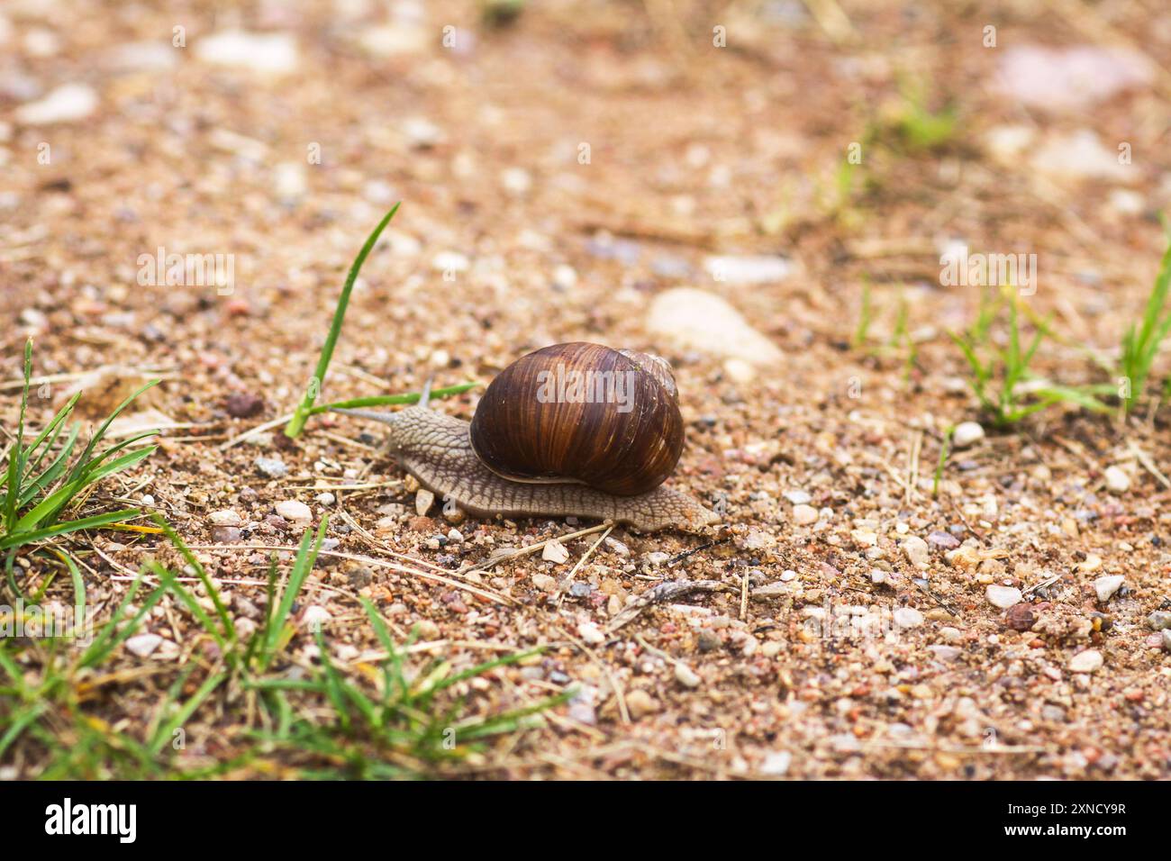 Creeping crawling land snail hi-res stock photography and images - Alamy