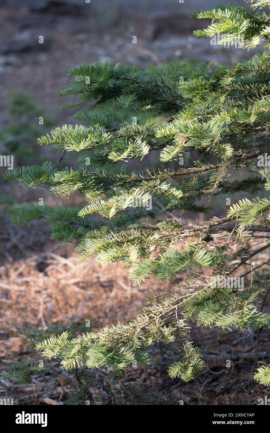 white fir (Abies concolor) Plantae Stock Photo - Alamy