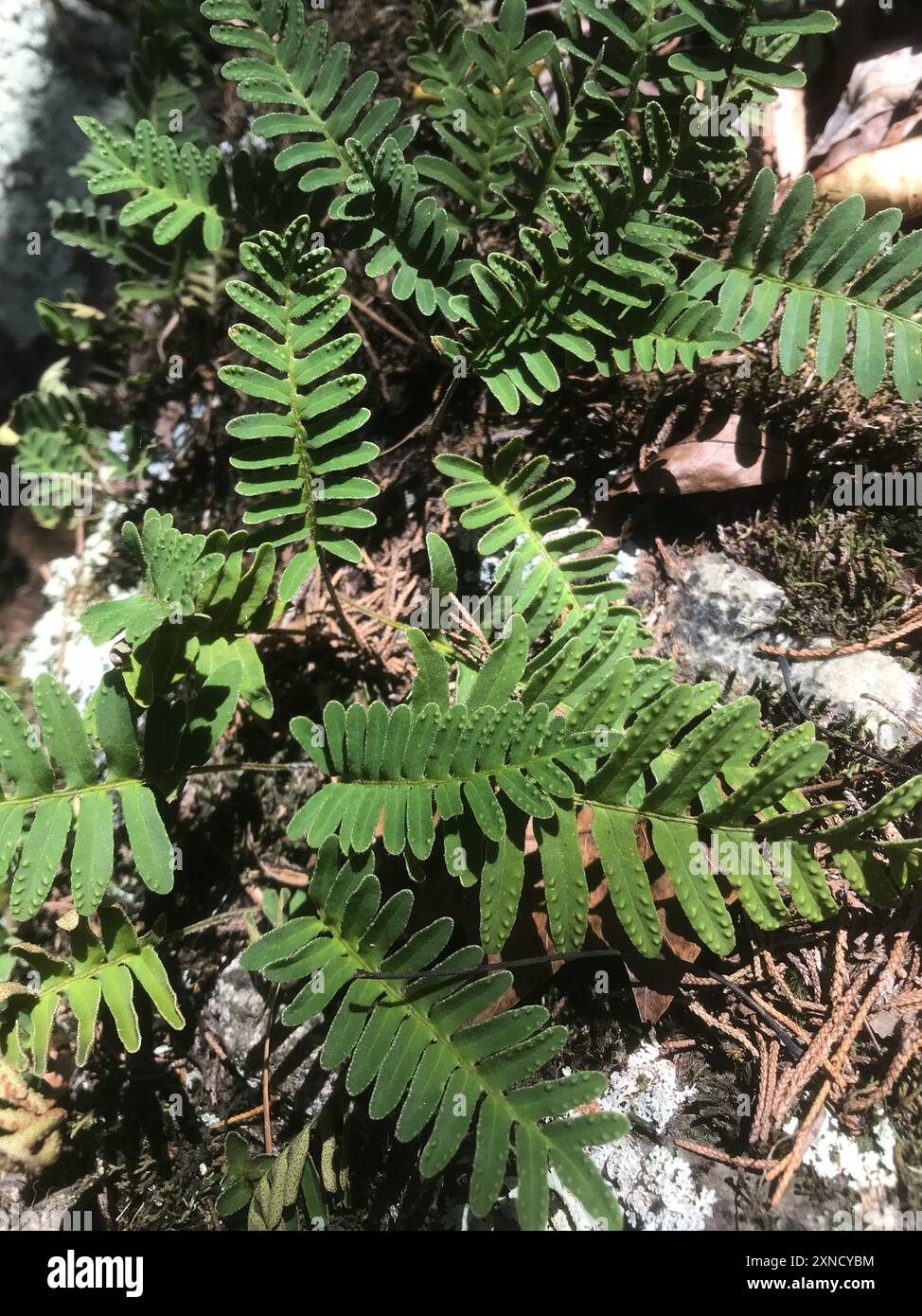 resurrection fern (Pleopeltis michauxiana) Plantae Stock Photo - Alamy