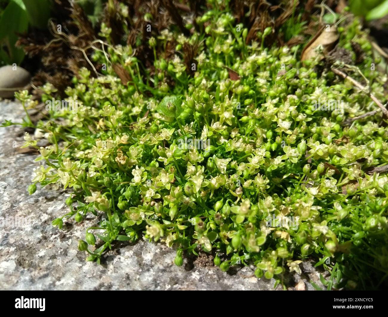 Procumbent Pearlwort (Sagina procumbens) Plantae Stock Photo - Alamy