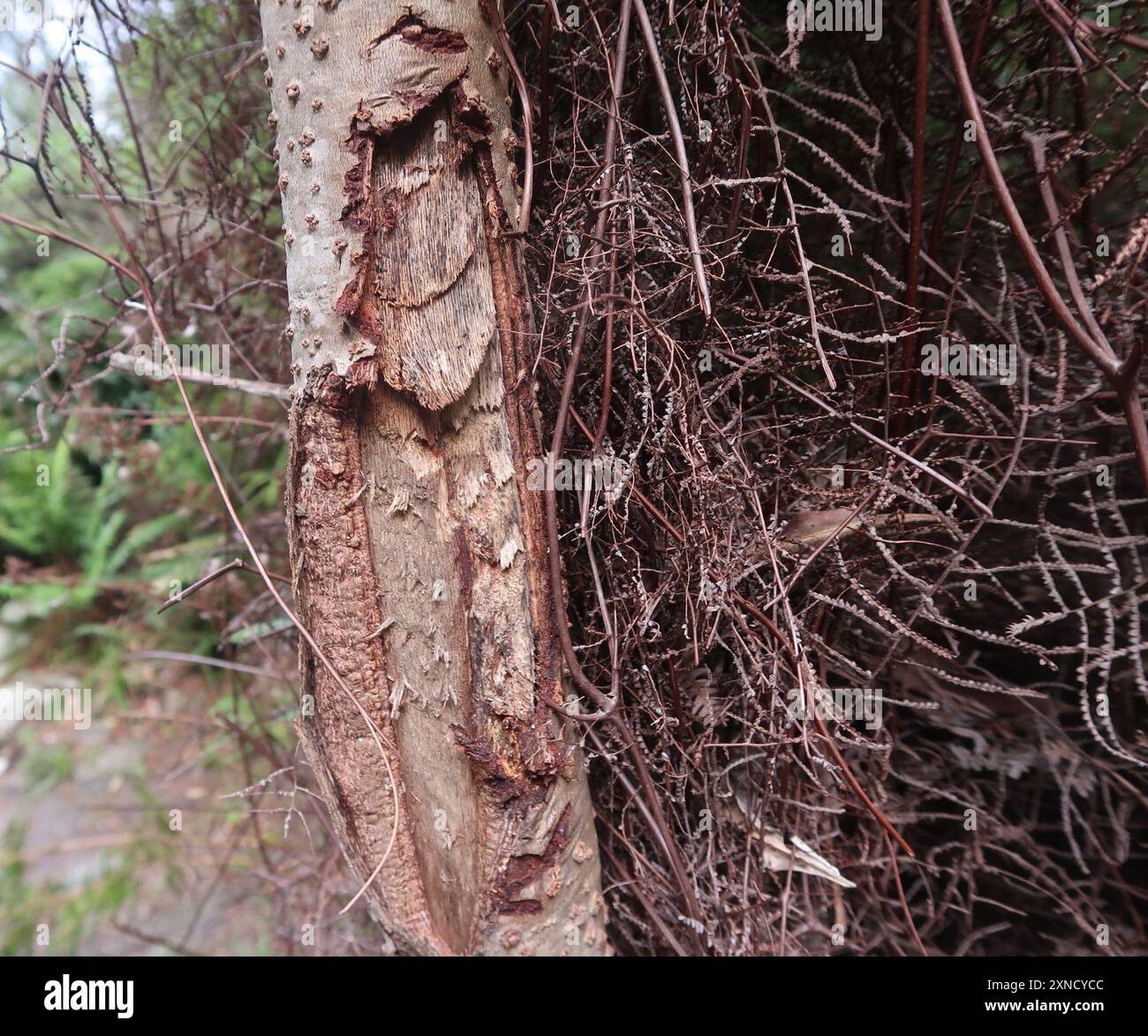 Cape beech (Rapanea melanophloeos) Plantae Stock Photo - Alamy