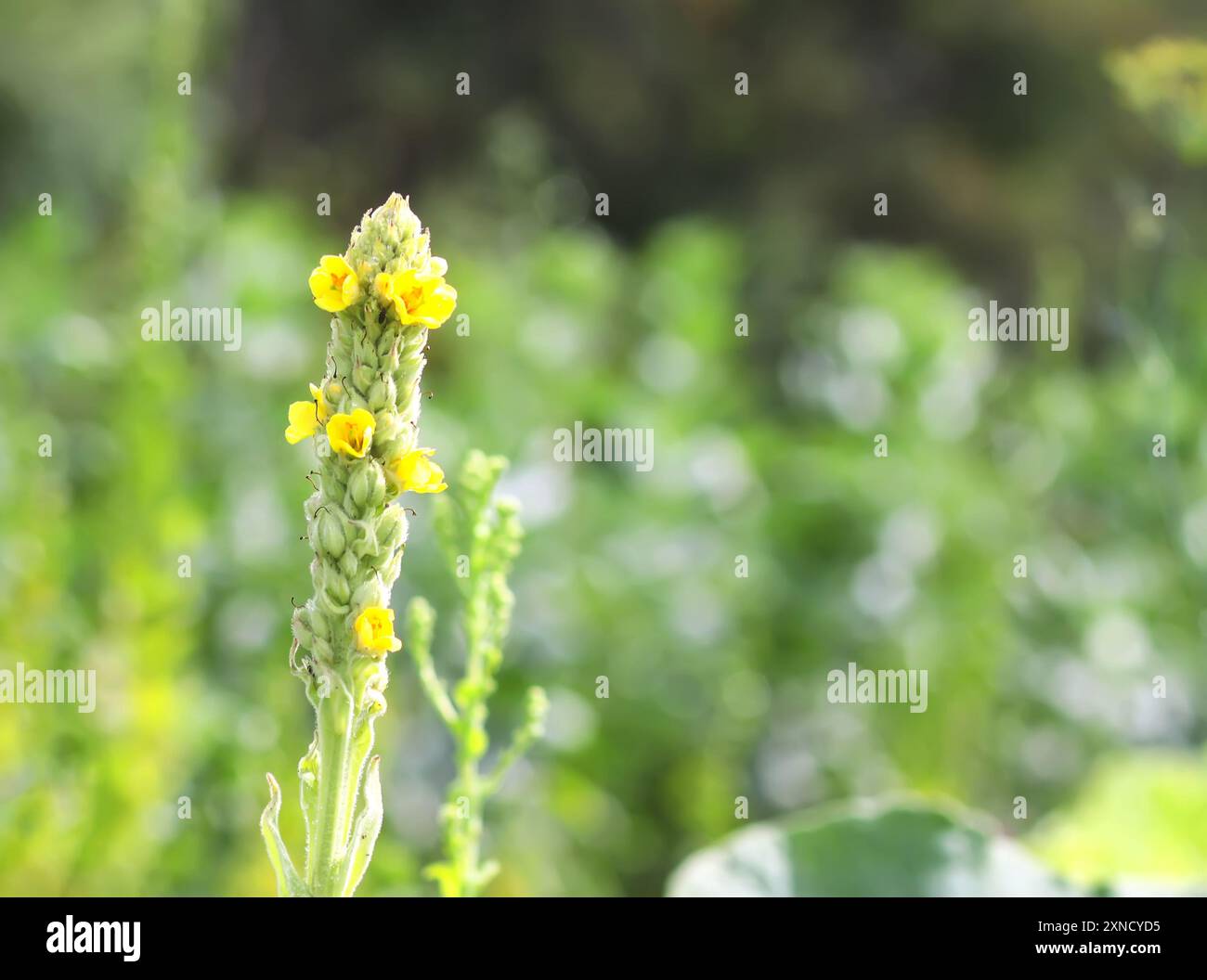 Flower of great mullein or Verbascum thapsus in a garden Stock Photo ...