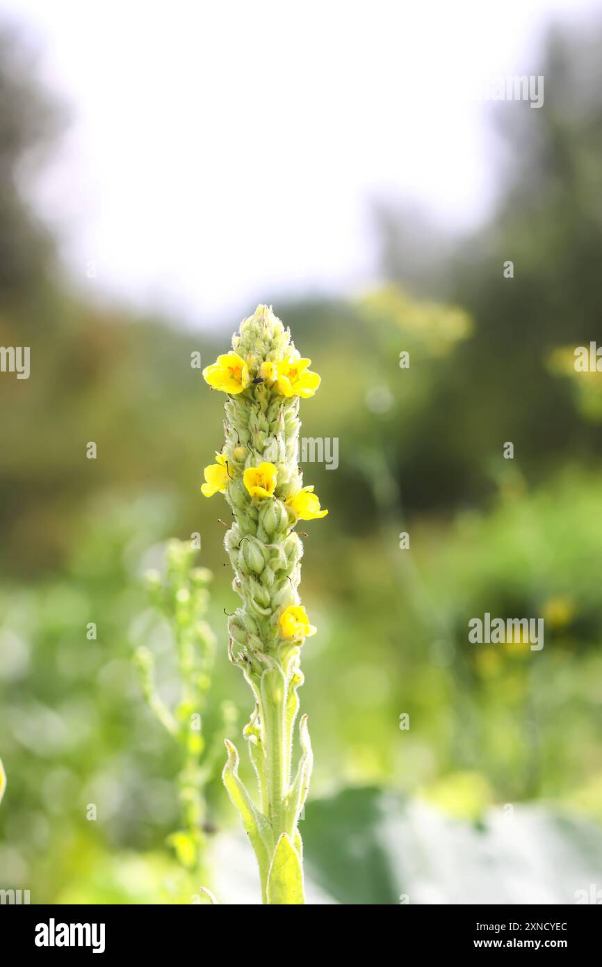 Flower of great mullein or Verbascum thapsus in a garden Stock Photo ...